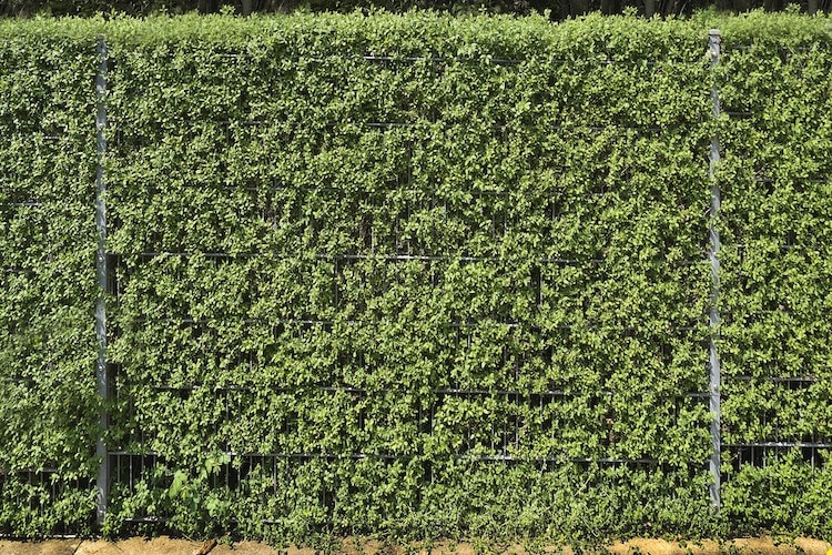 Ligusterhecke - wie pflegt man sie richtig?